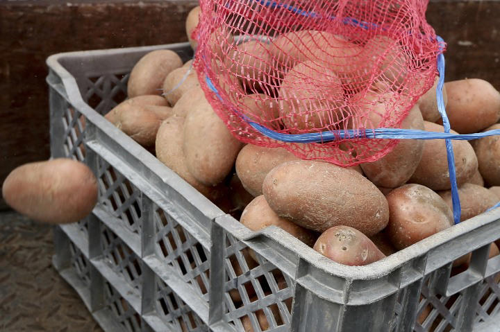 Cada português comeu quase 95 kg de batata em 2025