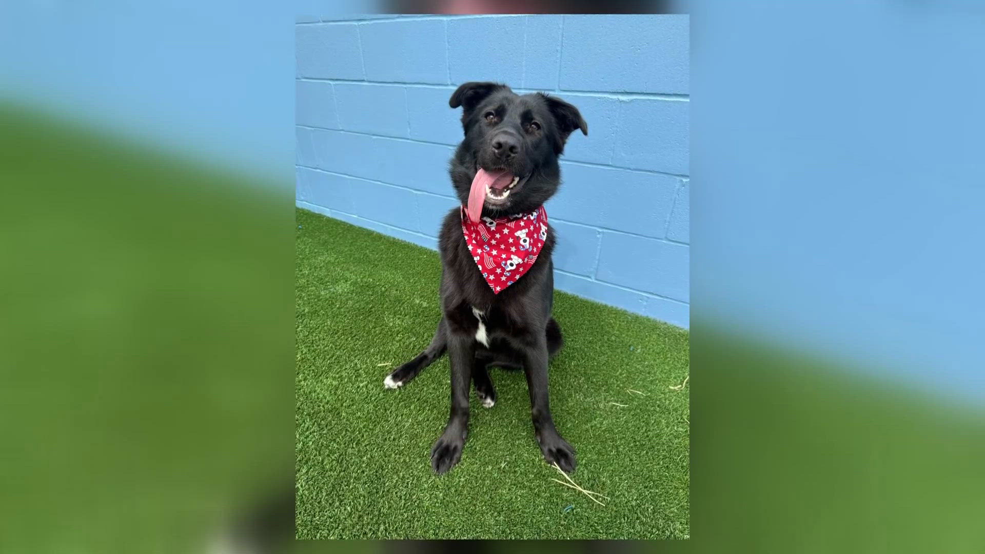 Pet for adoption: May 27, 2026