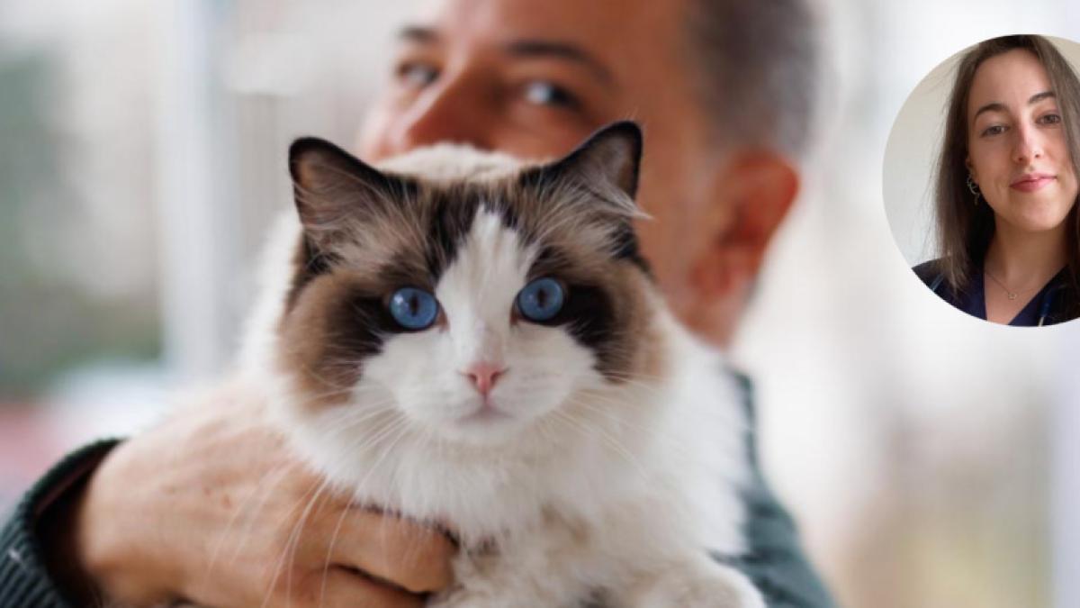 Pilar Guerrero, etóloga felina: "Si el comedero de tu gato no está ...
