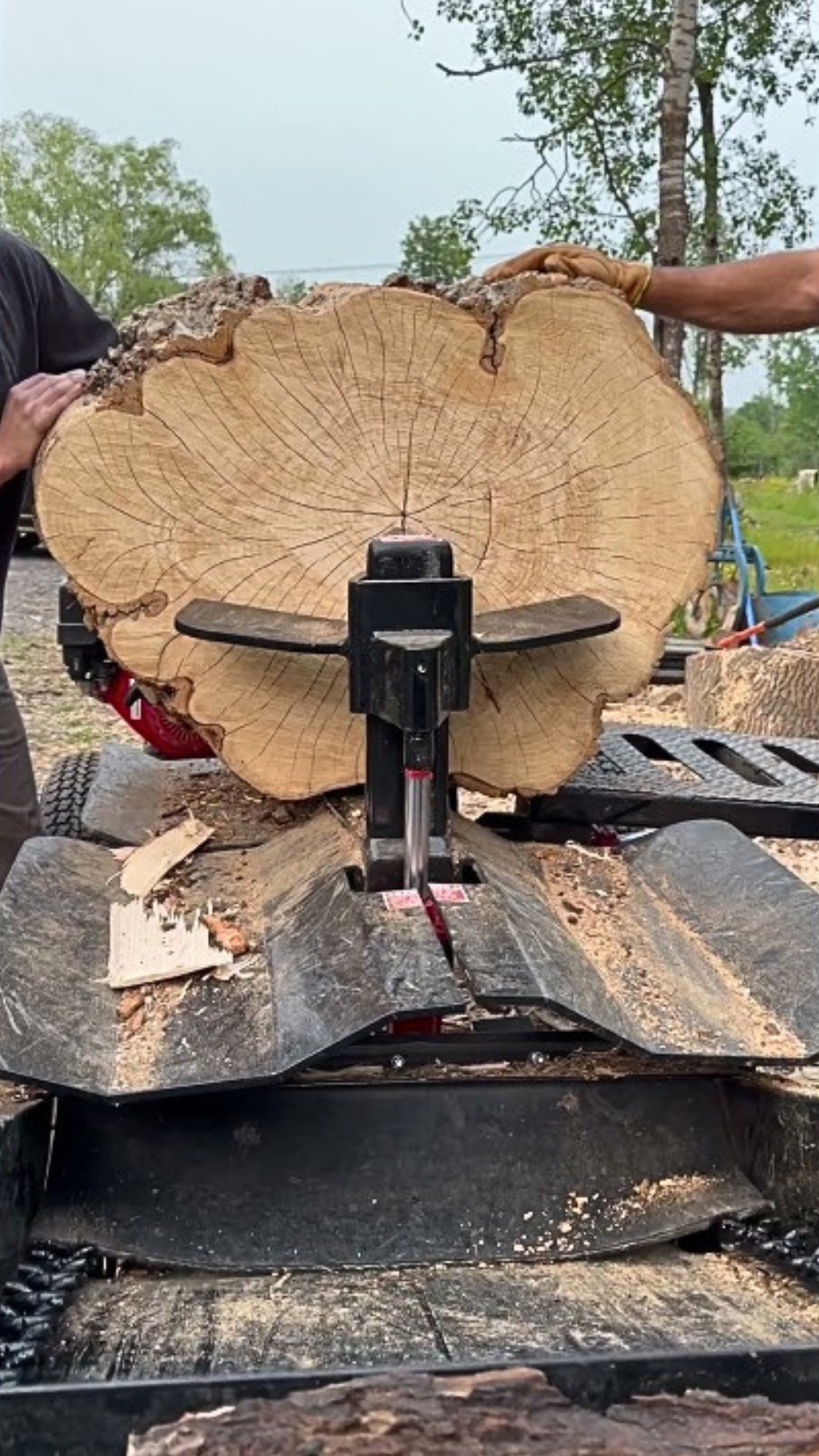 Firewood fights back, big maple log split