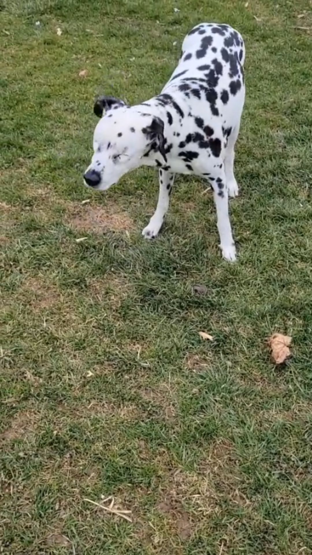 Morla the blind dog always knows where I am