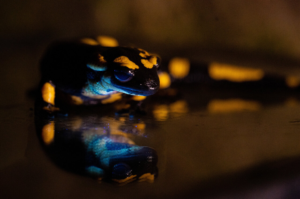 Fire salamanders reveal hidden turquoise glow when exposed to UV radiation