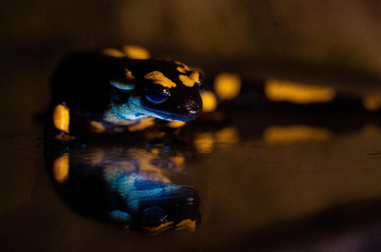 Fire salamanders reveal hidden turquoise glow when exposed to UV radiation