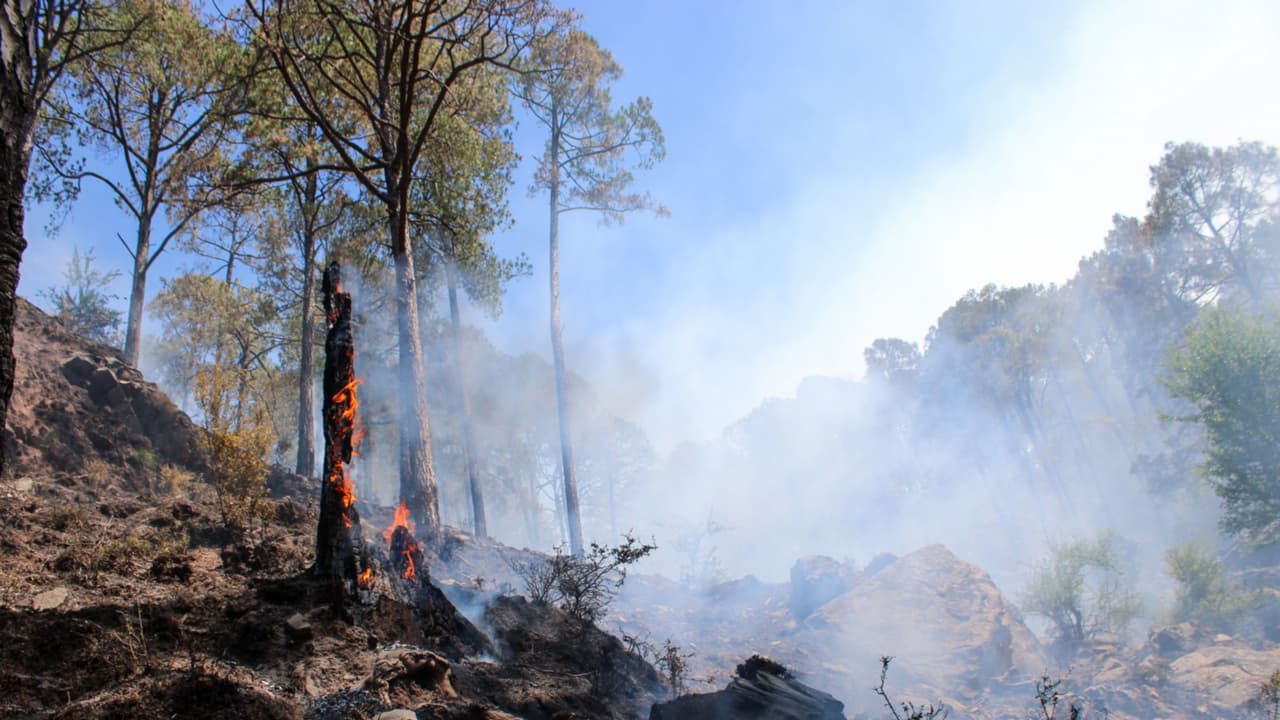 Himachal forest fires under control despite 232 incidents, rising heat