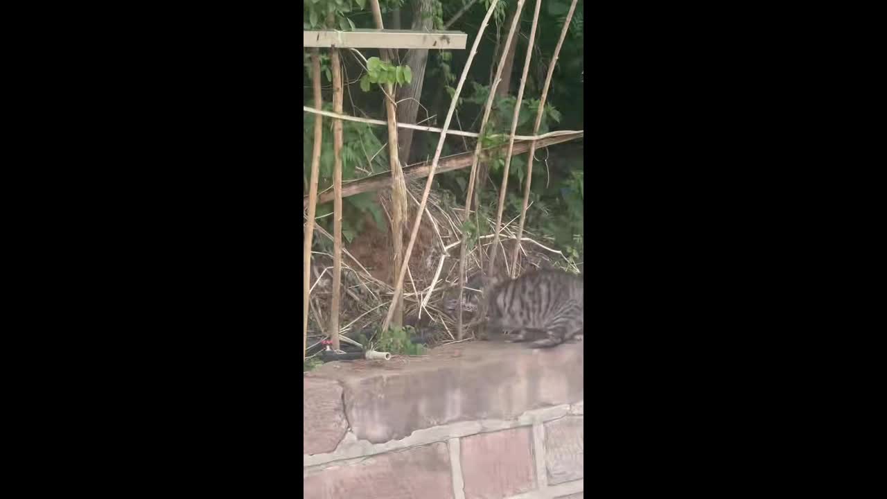 Cat confronts snake in tense roadside encounter in Sichuan, China