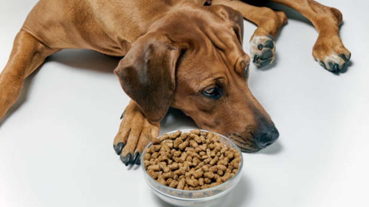 Why your dog won't eat and how to fix it, according to Purina experts