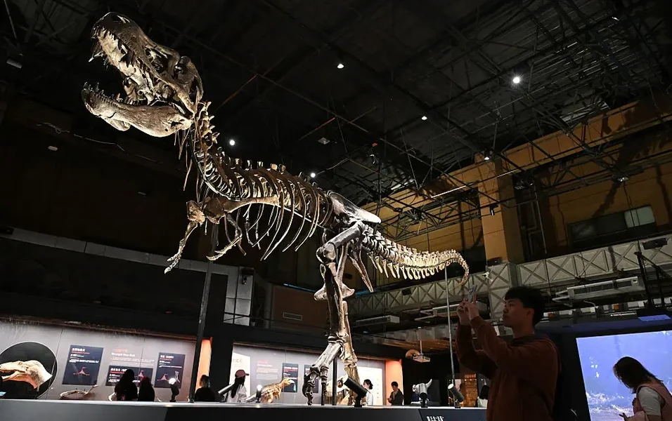 Study links T rex's tiny arms to skull evolution