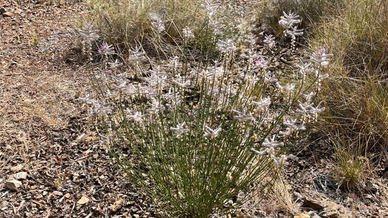 A plant long thought extinct in Australia just turned up in the ...
