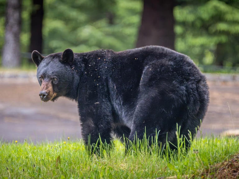 Black bear sighting reported in Plumstead Township