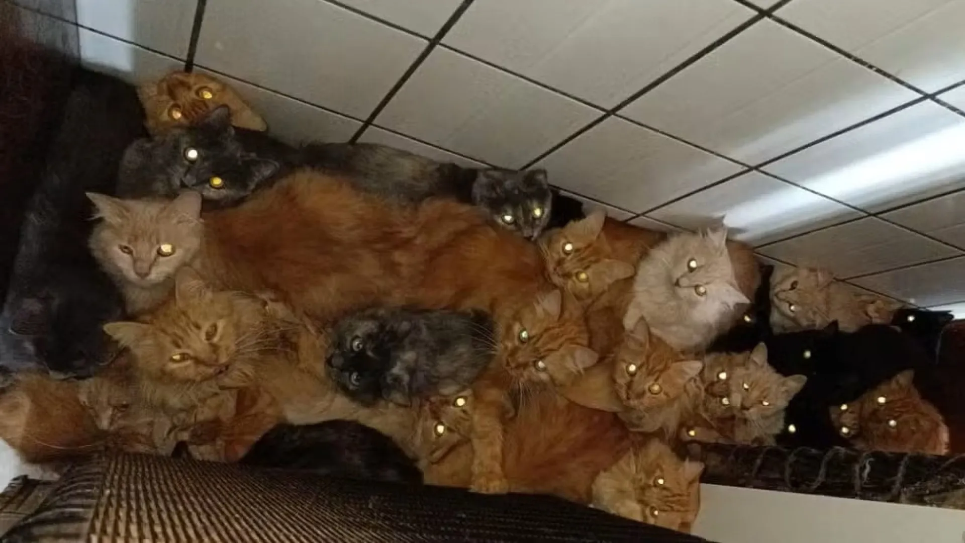 Brasil: Mais de 400 gatos achados em apartamento. Muitos estão doentes