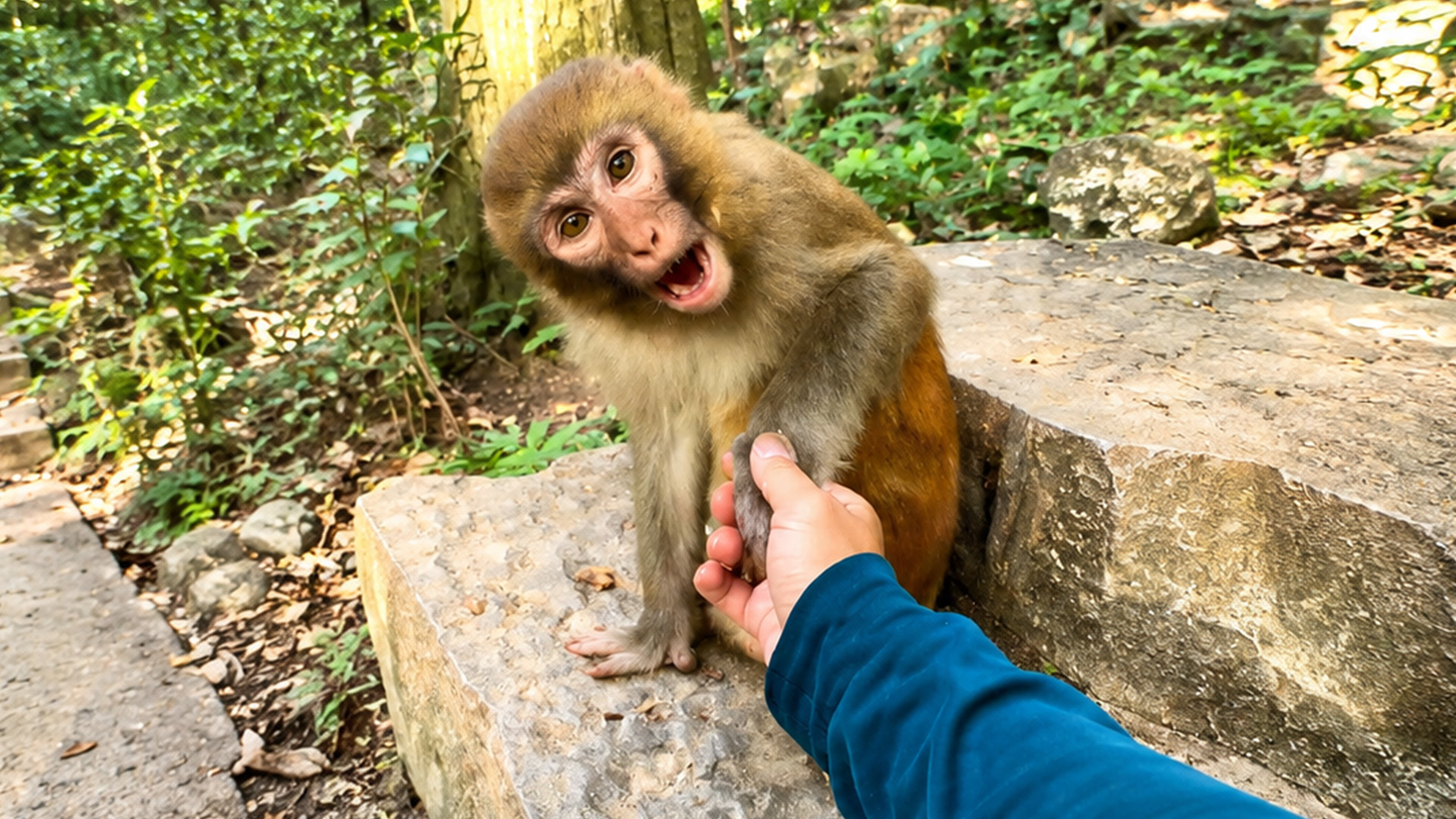 The monkey looks alert while reacting to nearby human movement