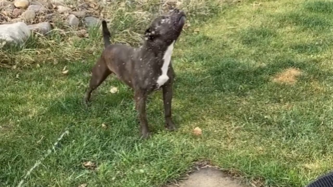 Sprinkler joy - dog embraces water after two years of fear