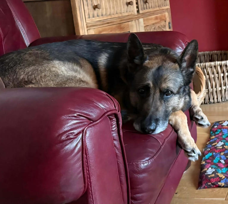 Heroic retired Nottinghamshire Police dog finally able to sleep in ...