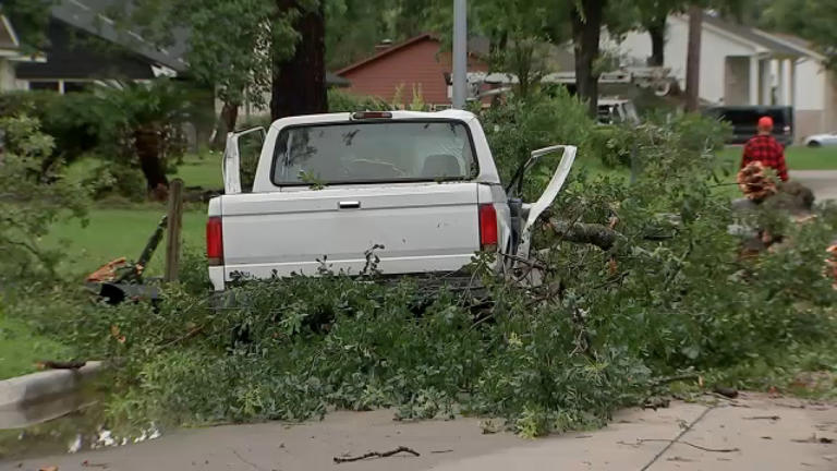 Tree topples over in spring following overnight storms across SE Texas