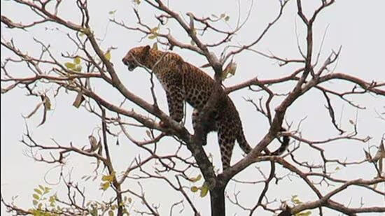 Panic in Bahraich village as leopard attacks couple, perches on tree