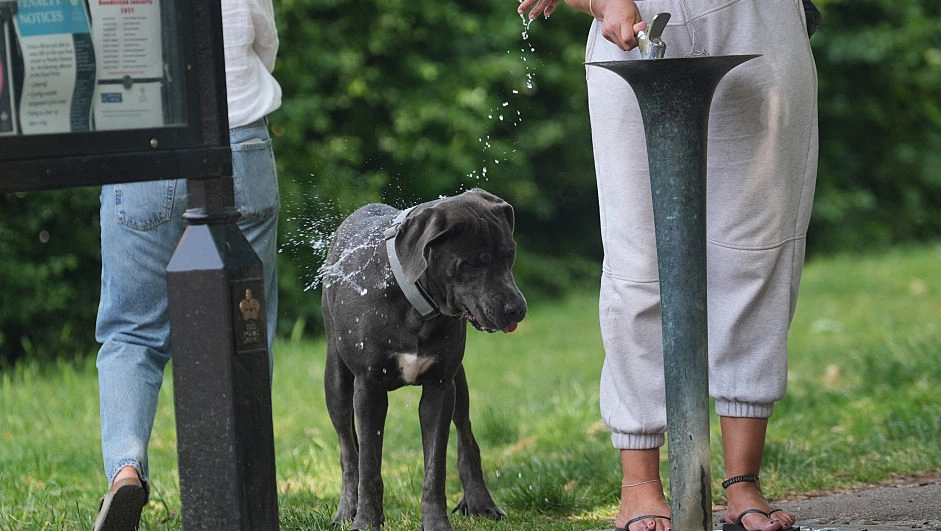 Experts warn UK dog owners of deadly bank holiday heat risks