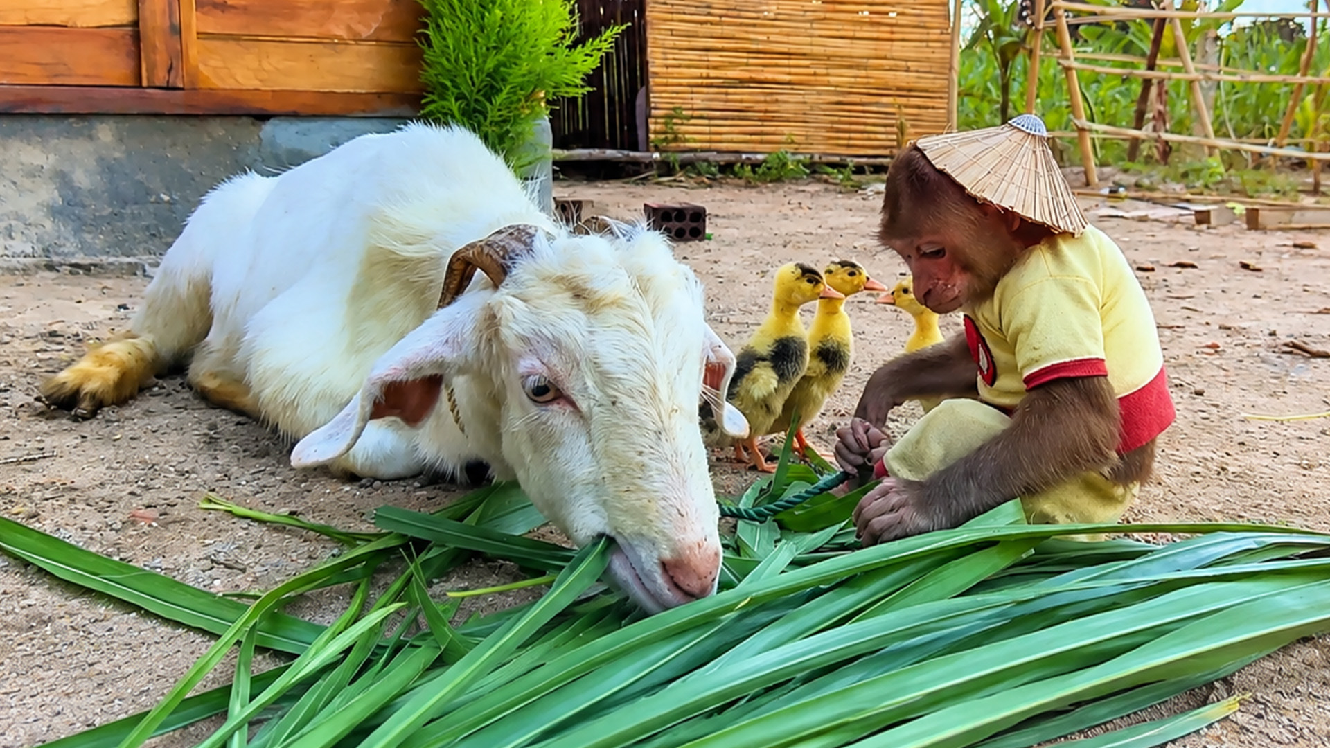 Cutis cannot hide excitement after meeting Ben Goat again