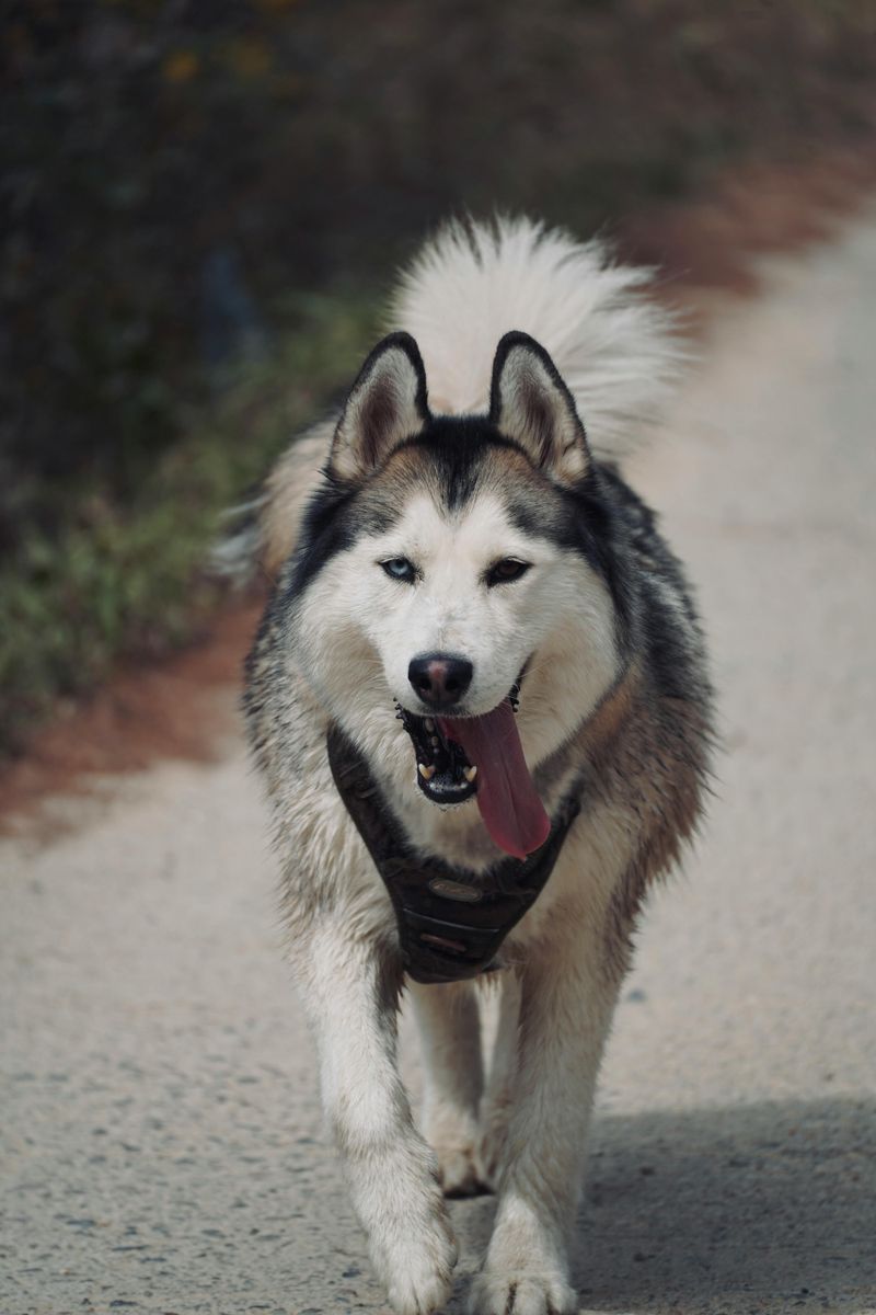 11 dog breeds owners praise constantly while quietly struggling with ...