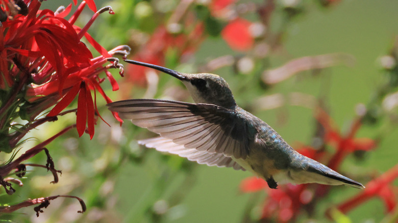 Not honeysuckle, not petunias: The hanging basket flower hummingbirds ...
