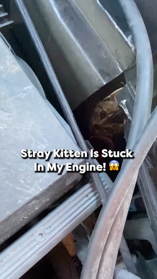 This tiny kitten was trapped and crying for help until they rescued her
