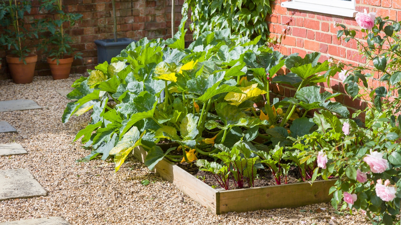 8 foods you can grow or raise in a tiny yard