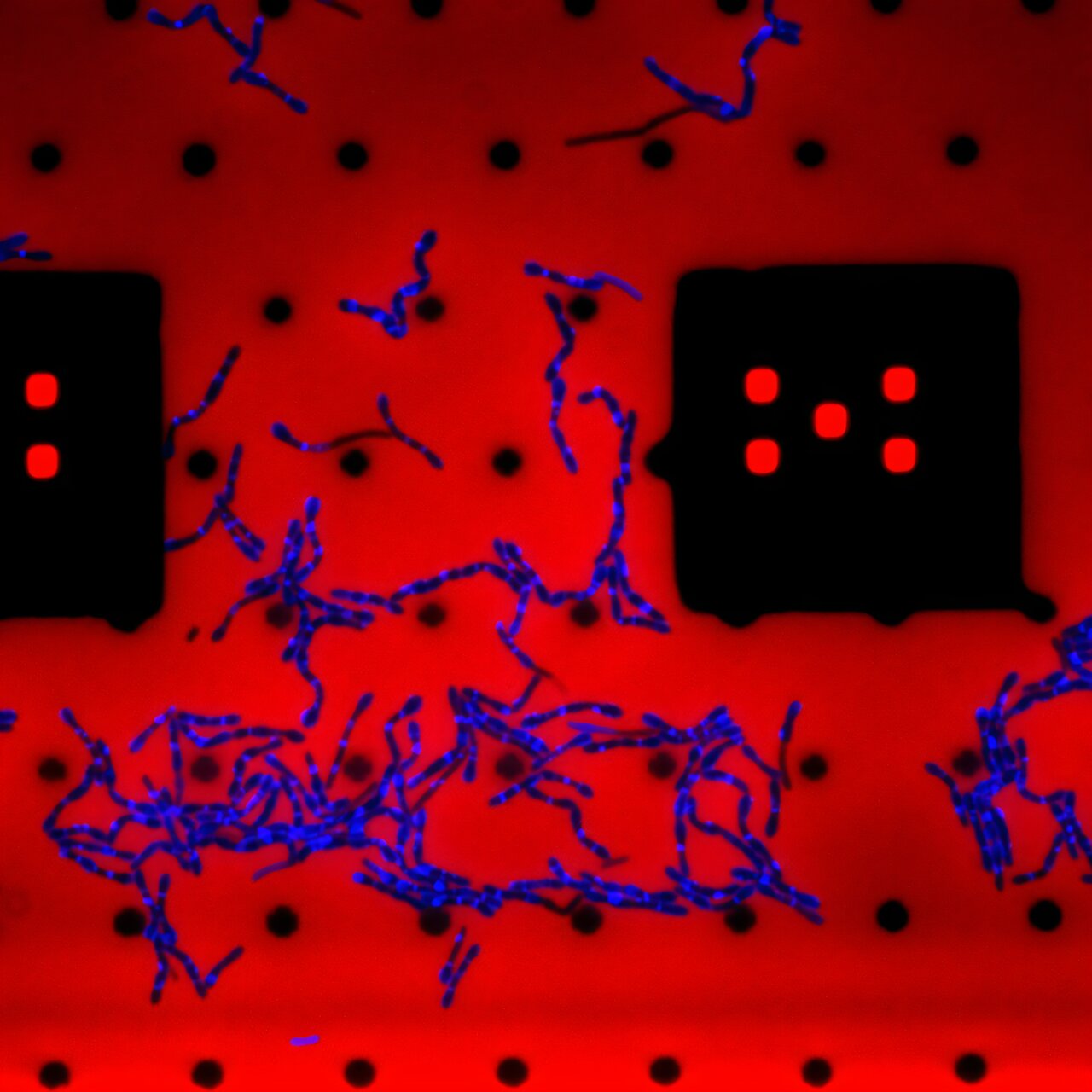 Mysterious acids keep bacteria rod-shaped by restraining rogue enzyme ...