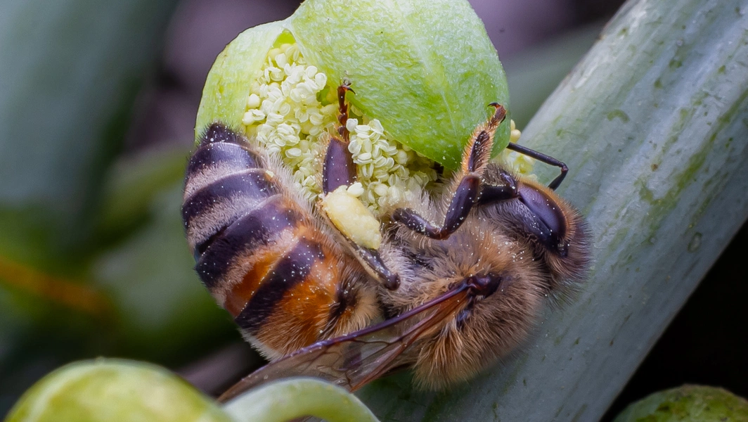 Turn your garden into a pollinator paradise
