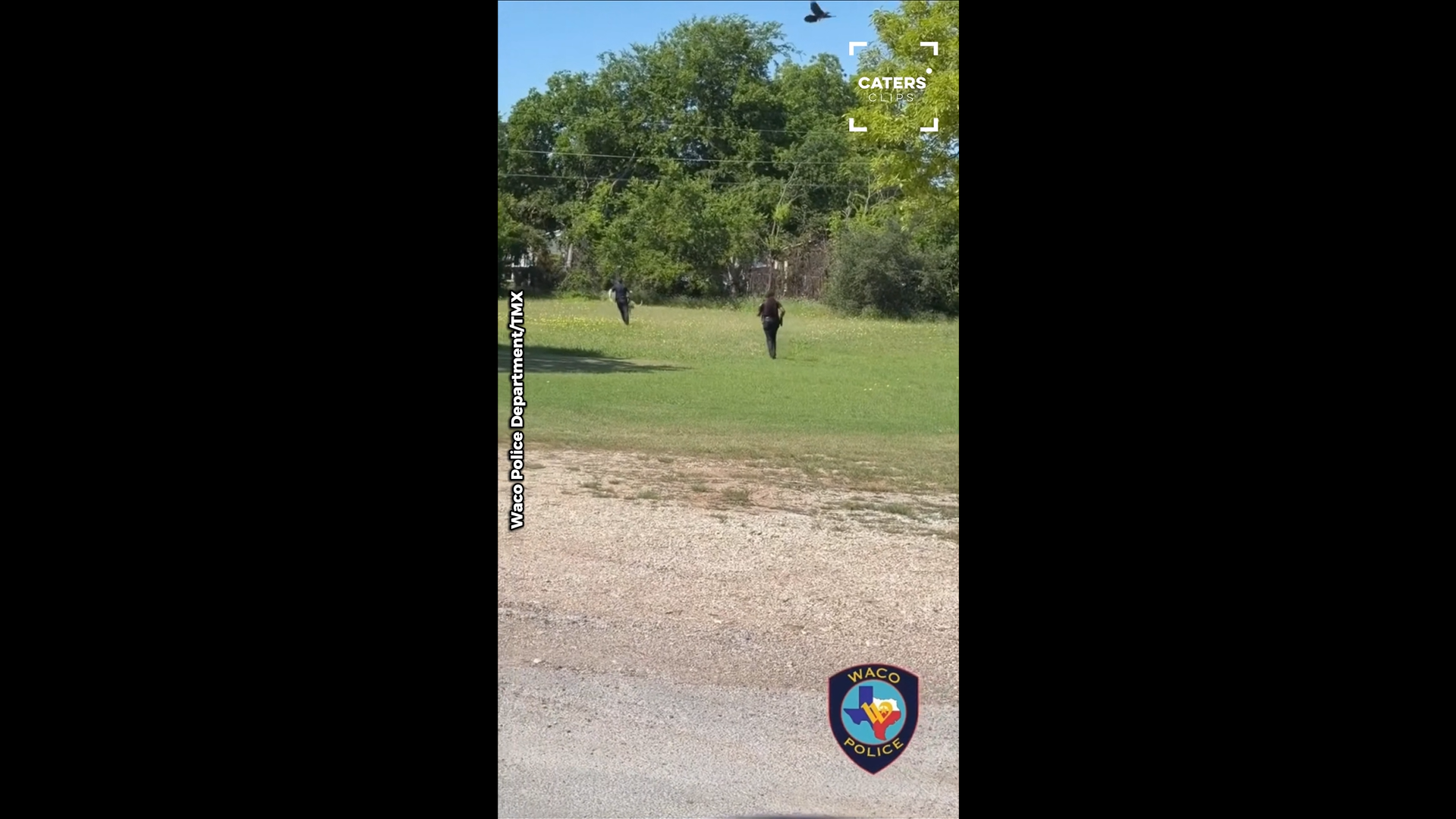 Escaped kangaroo leads police on chase before capture in Texas