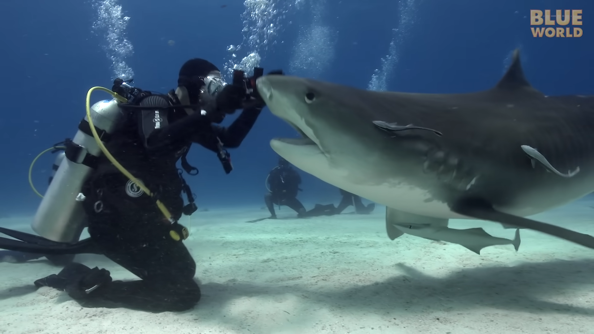 A massive tiger shark charged straight at a diver - then everyone ...