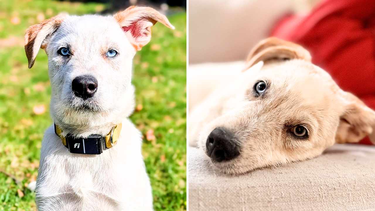 Meet Tofu: The 3-Month-Old Puppy Still Searching For New Family Due to ...