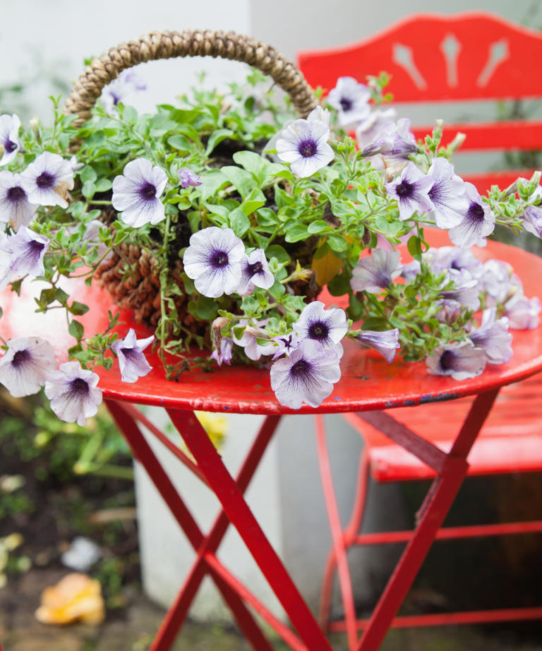 10 creative ideas to turn cheap grocery-store bedding plants into ...