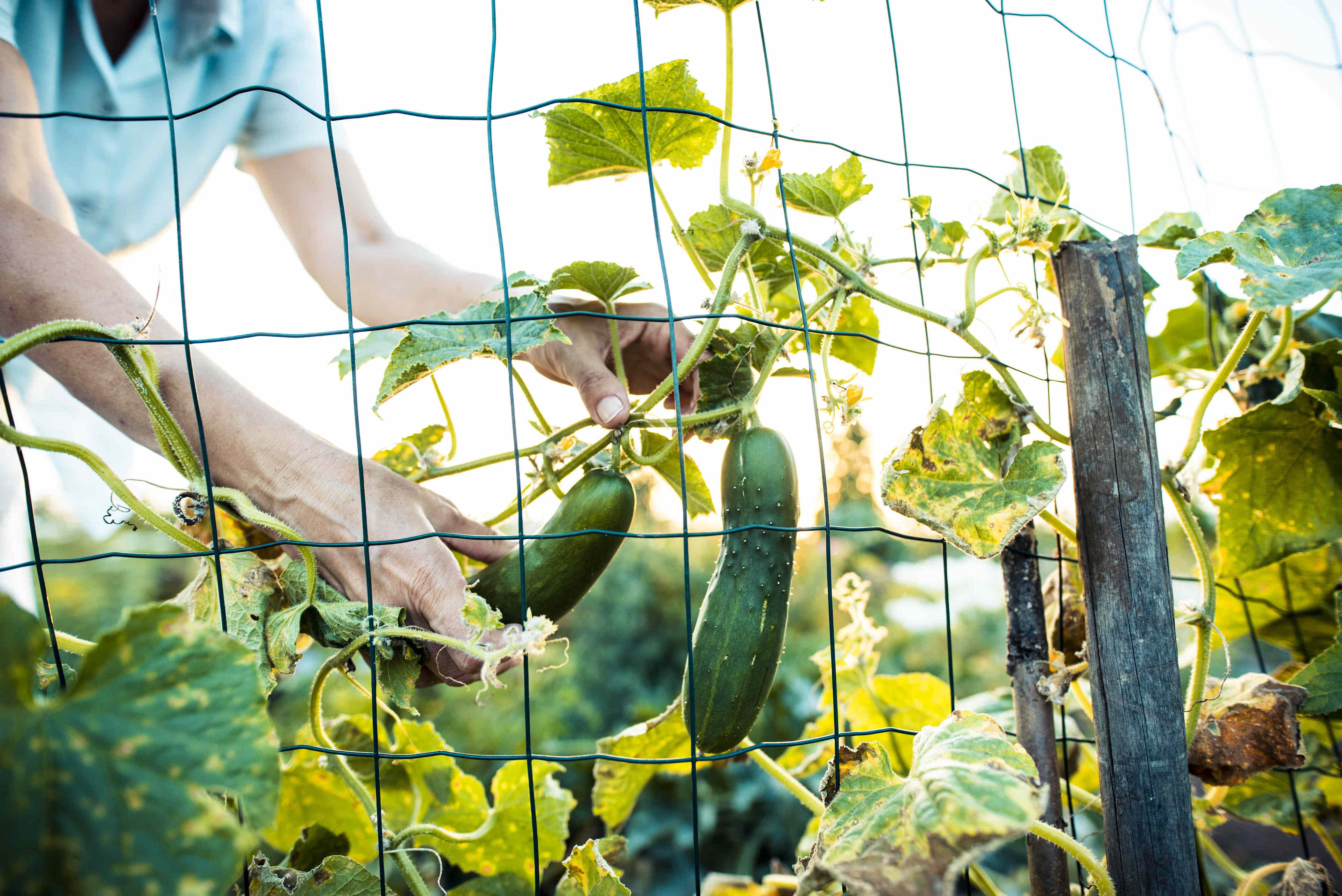Does it really make a difference if you stake or cage your cucumbers ...