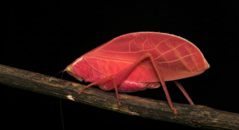 Scientists found a hot pink insect in the rainforest and watched it do ...