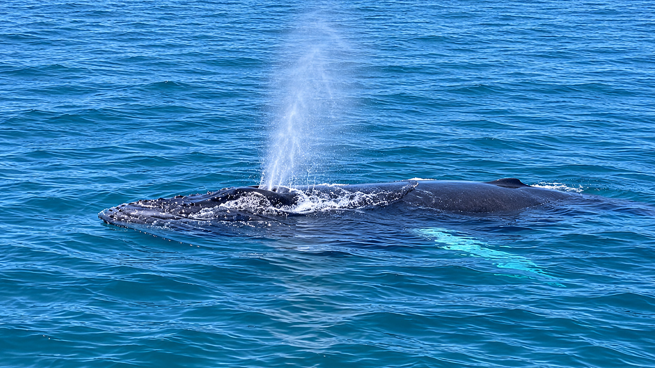 Een walvis kwam dicht bij mijn boot in de Stille Oceaan