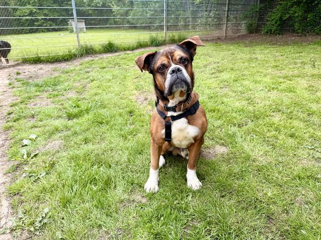Bulldog-Mix Babo will immer kuscheln und sucht ein Zuhause