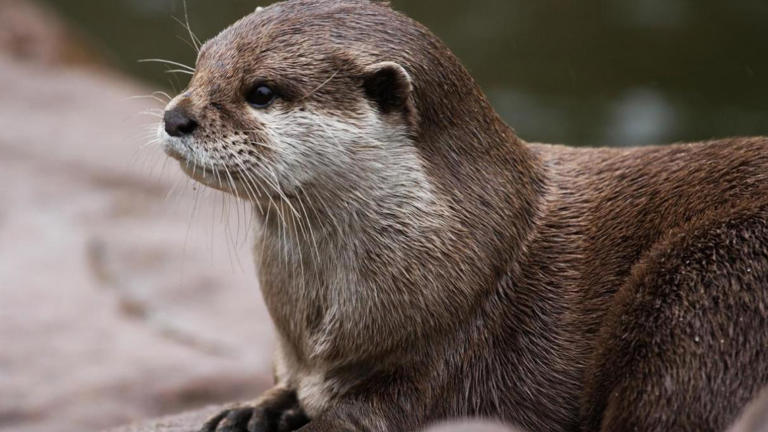 ¿Cuánto cuesta tener una nutria en México? Los miles de pesos que ...