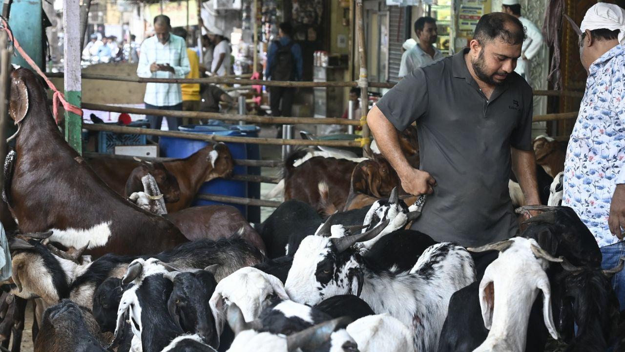 IN PHOTOS Mumbai goat markets bustle ahead of Eid alAdha celebrations ...