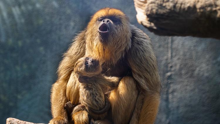 Buffalo Zoo welcomes newborn black howler monkey