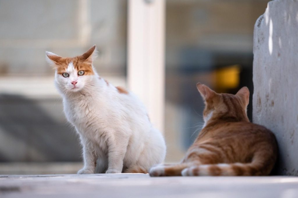 Are boy cats actually more affectionate than girls?