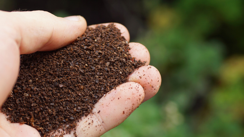 Grow a thriving green lawn with a natural fertilizer from your kitchen