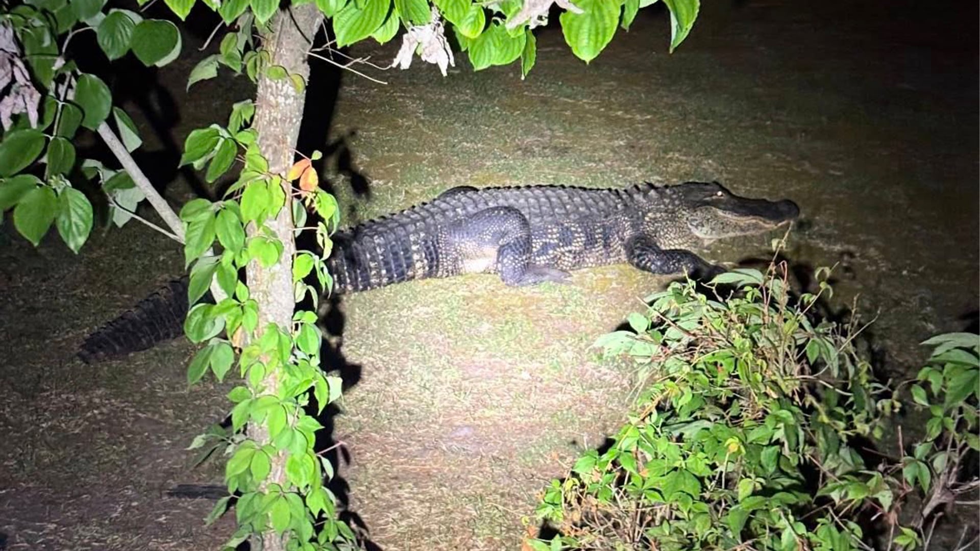 Photos: Massive alligator spotted roaming residential yards near North ...