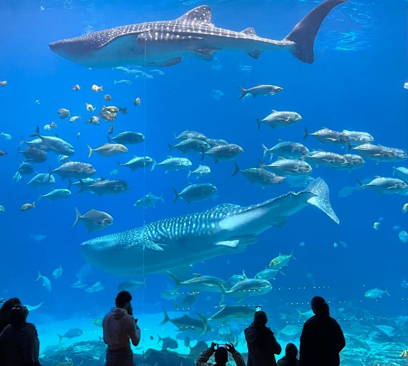 15 amazing aquariums in America that belong on every bucket list