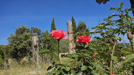 Las rosas rojas de los moais del Bages