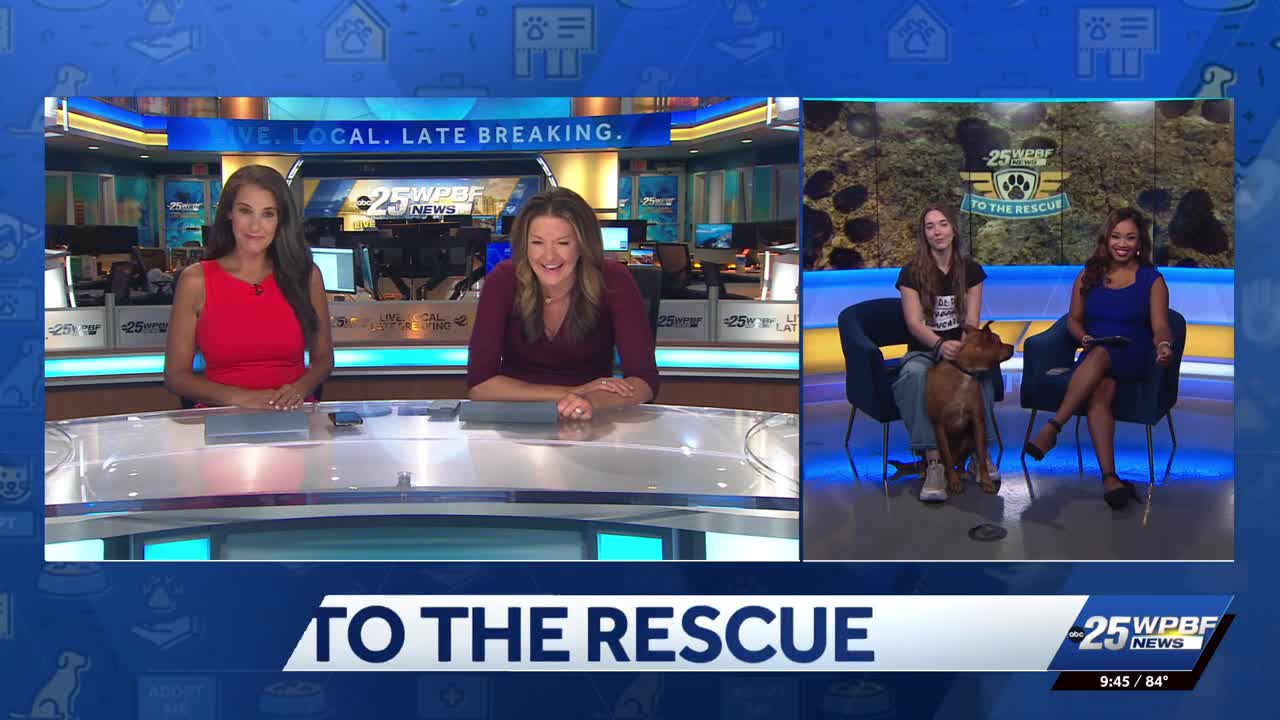 WPBF to the rescue: Helping animals find forever homes