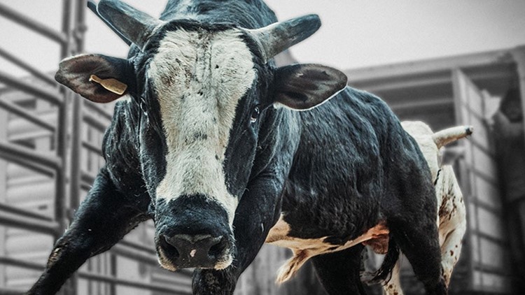 Professional bull riding returning to Louisville for 4th consecutive year