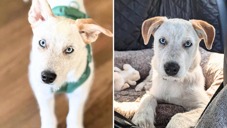 Meet Tofu: The 3-Month-Old Puppy Still Searching For New Family Due to ...