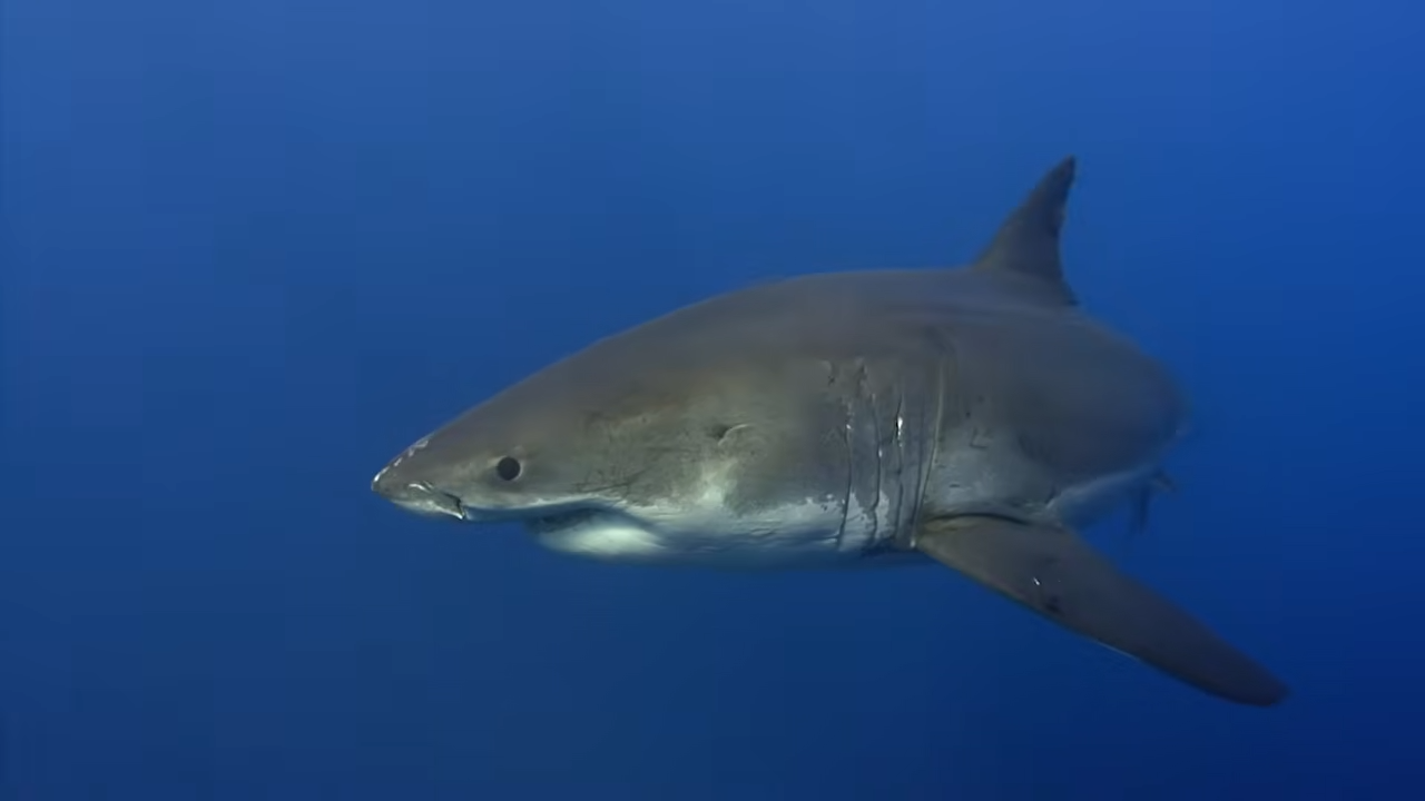 A swimmer was attacked by a shark in seconds - then the water turned ...