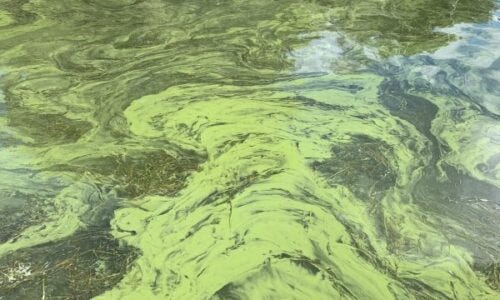 Sleepy Hollow visitors should avoid water because of harmful algae