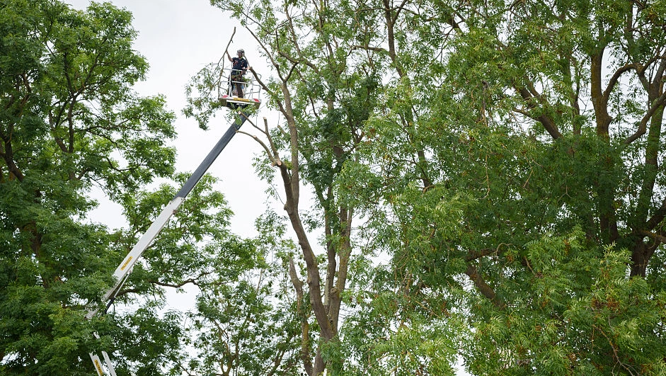 Level up your tree trimming game with pole saws