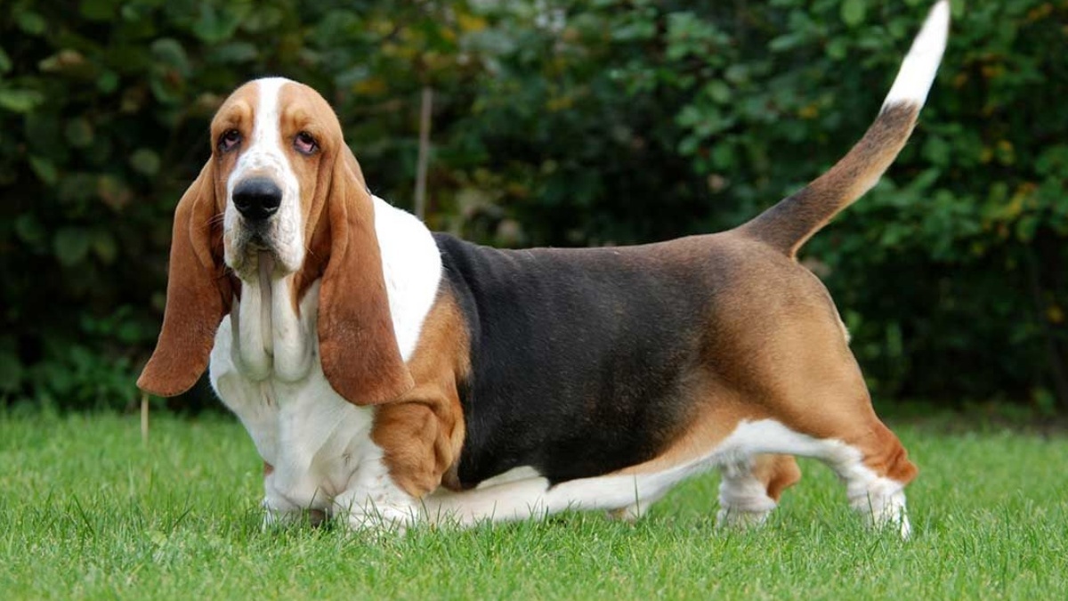 Discover the 8 dog breeds ideal for families and quiet routines